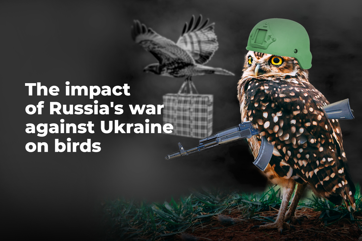 How russia's war against Ukraine can affect birds - Ukrainian Nature ...