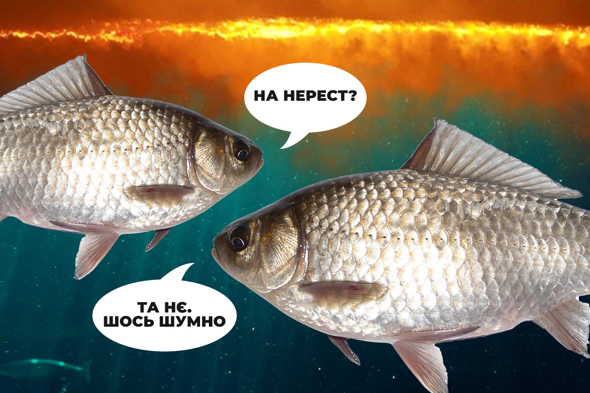 The war in Ukraine will shake the country's fishing industry ...