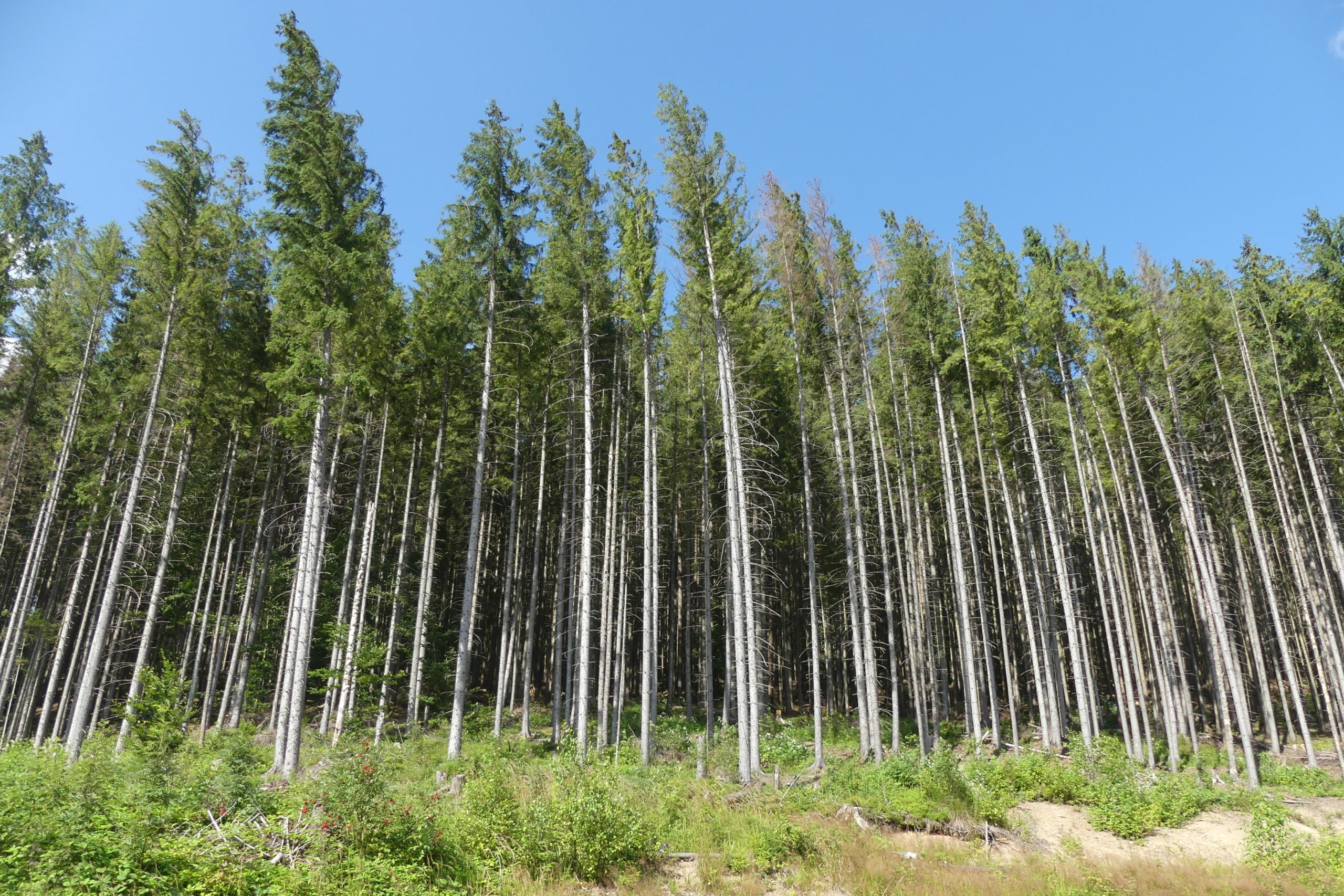 News from Ukrainian forests, issue #4, 16.08.2023 - Ukrainian Nature ...